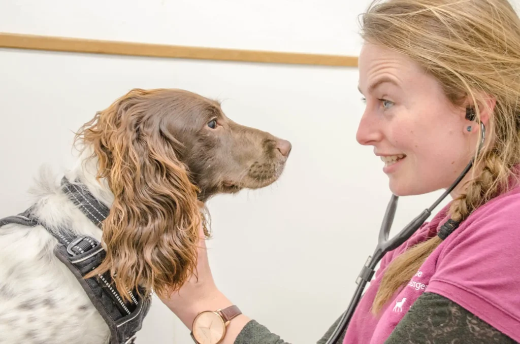 New Website for Uckfield Vets - Sokada